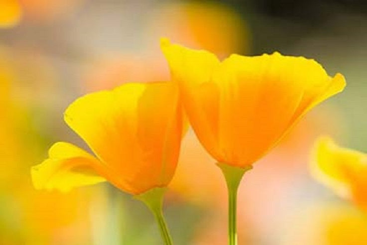 California Poppy Shock Therapy